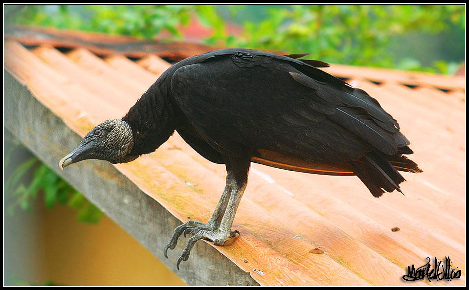 gallinazo | Enlodados.com